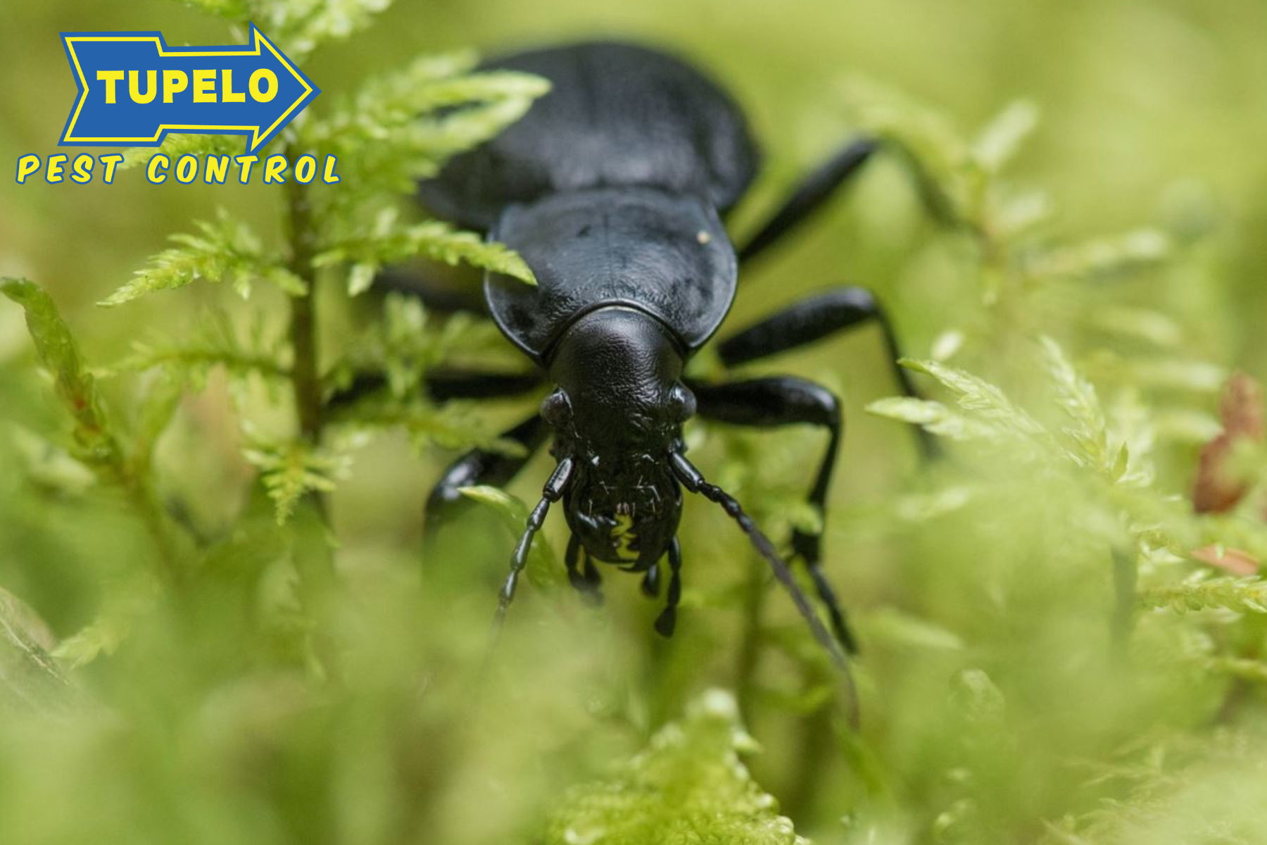 How Quarterly Pest Control Protects Your Home Year-Round
